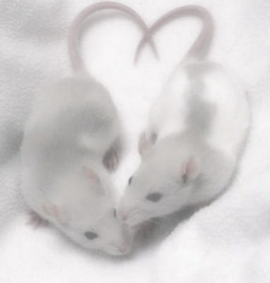 jane.doe - Quiz | Quotev