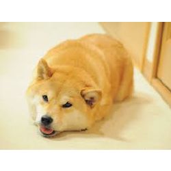 What type of doge are you? - Quiz | Quotev