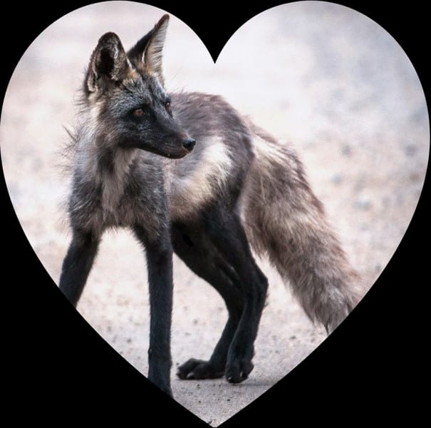 Published | Fox | Quotev