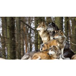 What rank are you in a wolf pack? - Quiz | Quotev