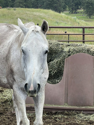 Guess The Horse Names - Survey | Quotev