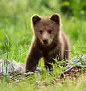 How well do you know the 4 Seekers bears? - Test | Quotev