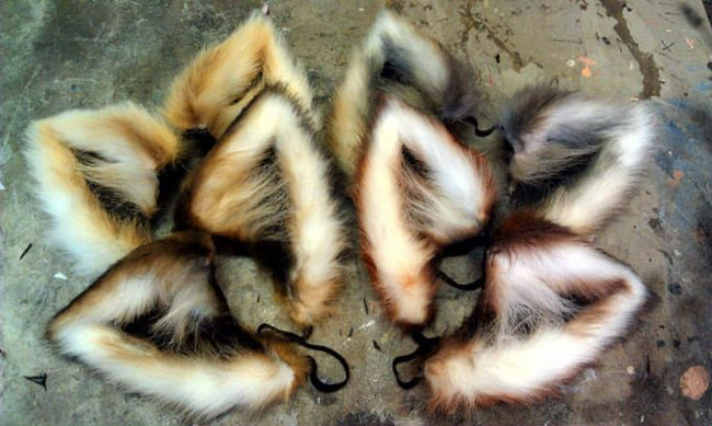 Therian camp - Quiz | Quotev