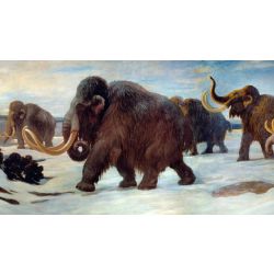 Wooly mammoth resurrection - Poll | Quotev