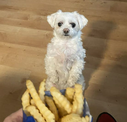 How well do you know Lucy/Rat (BadBoyHalo's Dog)? - Test | Quotev