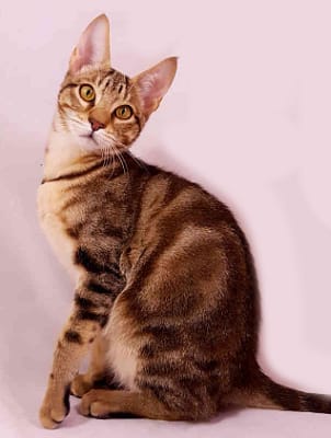 Guess the cat! - Test | Quotev