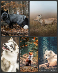 What kind of fox are you? - Quiz | Quotev