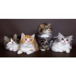 True or False Cats Version! (= ._. =) - Test | Quotev