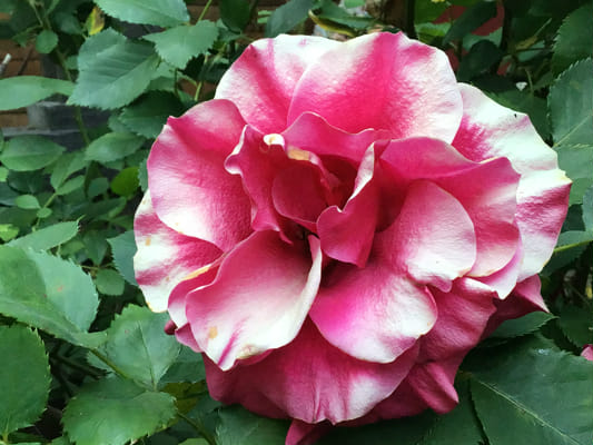 100 Free Response Questions - Survey | Quotev