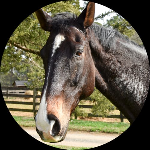 Test your knowledge on all things horsey! - Test