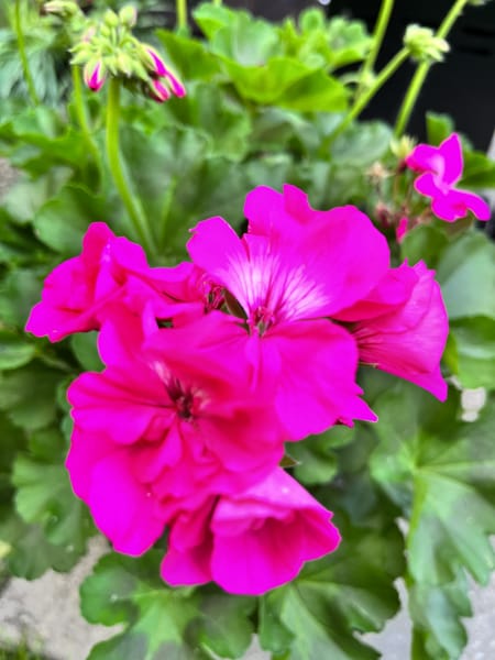 Published | Soph | Quotev