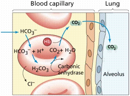 Oxygen and Carbon Dioxide Exchange - 11th Grade Biology - Test | Quotev