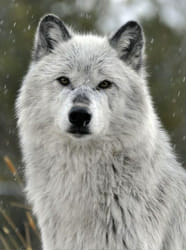 Therian mask quiz [pt: 5!] - Quiz | Quotev