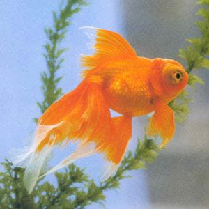 Pick some things and get an ATEEZ bestie - Quiz | Quotev