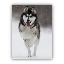 Sol Leks Call Of The Wild