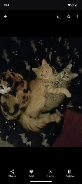 Which one of our cats are you? - Quiz | Quotev