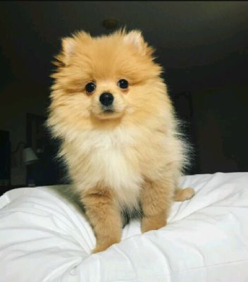 How much do you know Logan - Test | Quotev