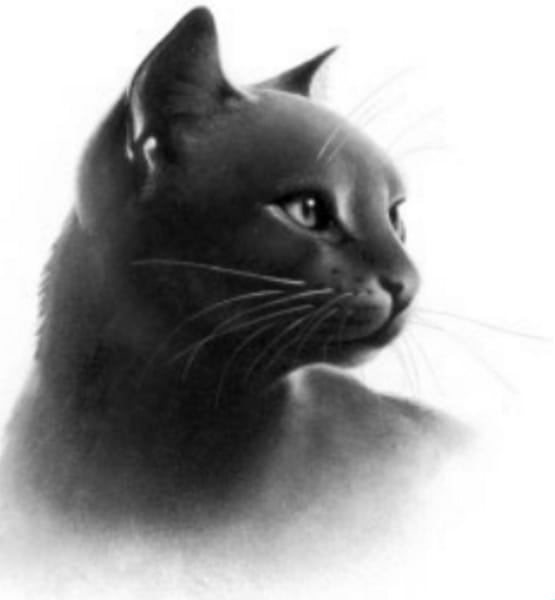 fictional fighter felines ships - Test