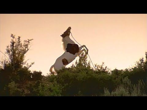 Rate These Horse Movies! - Survey | Quotev