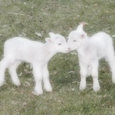 What Cryo Character Are You? - Quiz | Quotev