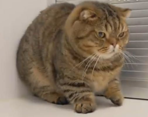 Cute cats yes or no? - Quiz | Quotev