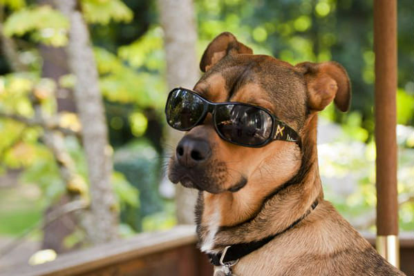What Animal Are You? - Quiz | Quotev