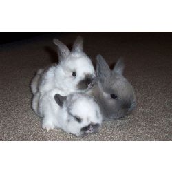 How much do you know about rabbits? - Test | Quotev