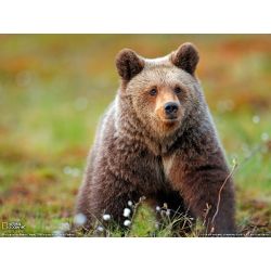 What animal are you most like? - Quiz | Quotev