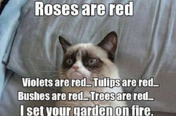 Cat Fire Memes