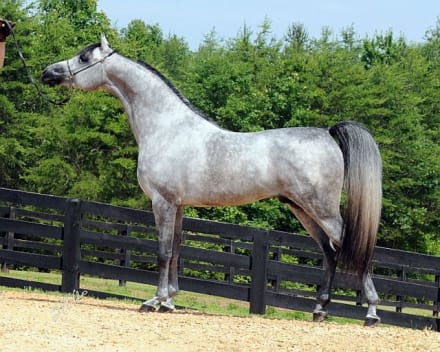 Guess the horse breed (part 2) - Test | Quotev