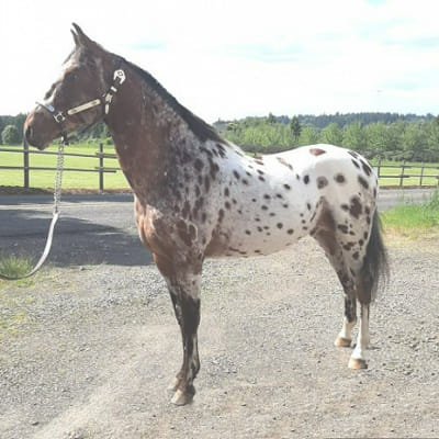 Guess the horse breed (part 2) - Test | Quotev