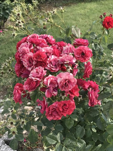 Yandere Simp | Quotev