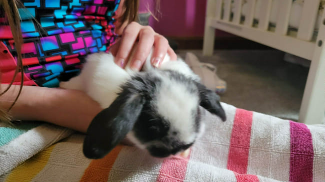 How much do you know about rabbits - Test | Quotev