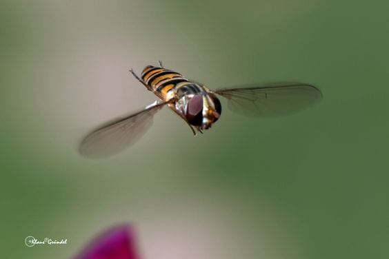 Free response survey on insects - Survey | Quotev