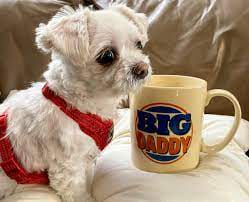 How well do you know Lucy/Rat (BadBoyHalo's Dog)? - Test | Quotev