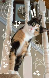 Therian Stories | Quotev