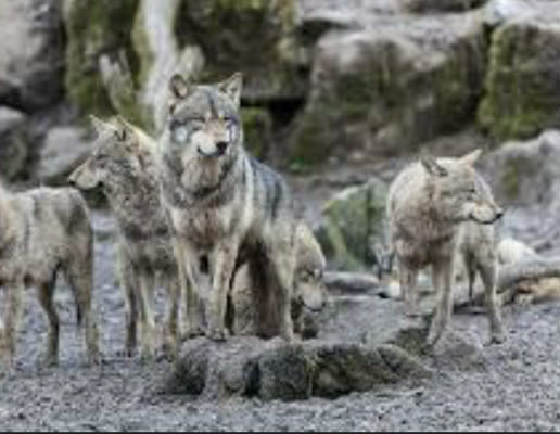 Therian animal (not 100% sure) - Quiz | Quotev