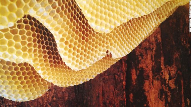 Do You Have Trypophobia? - Quiz | Quotev