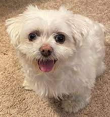 How well do you know Lucy/Rat (BadBoyHalo's Dog)? - Test | Quotev