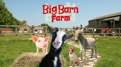 Which Big Barn Farm Character Are You? - Quiz | Quotev