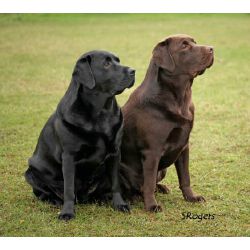 Guess The Dog Breed Test Quotev