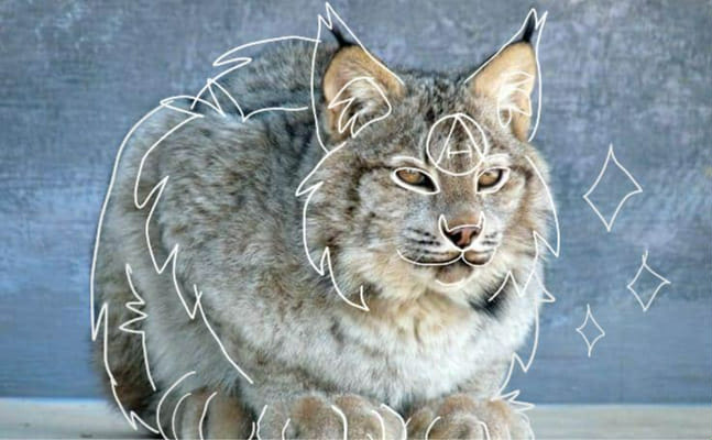 Therian Quiz - Test | Quotev