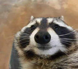 Popular Cursed Animals Quizzes | Quotev