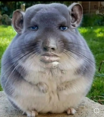 Are you from hazbin hotel or hellva boss - Quiz | Quotev