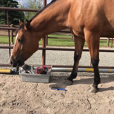 Guess The Horse Names - Survey | Quotev