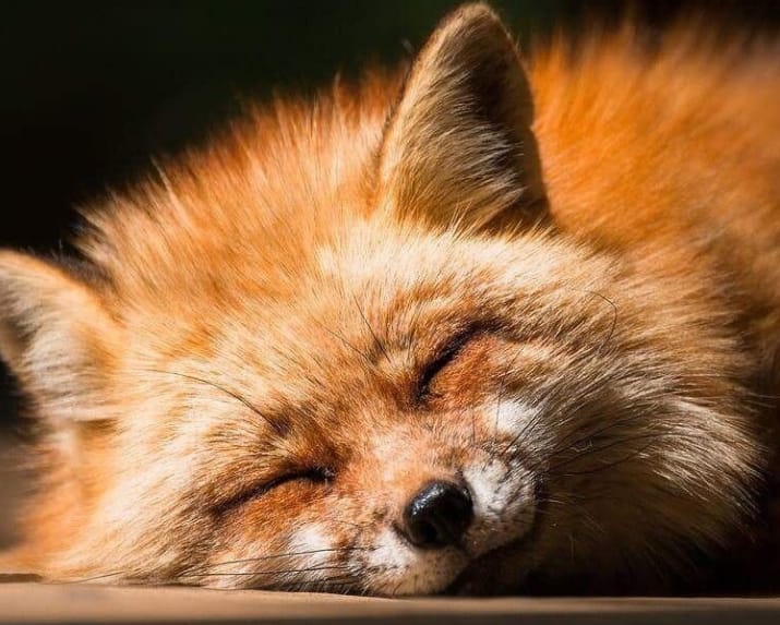 fox psychic | Quotev