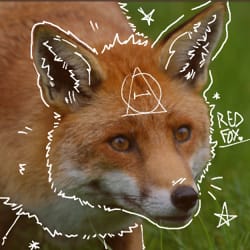 Are you a fox therian? - Quiz | Quotev