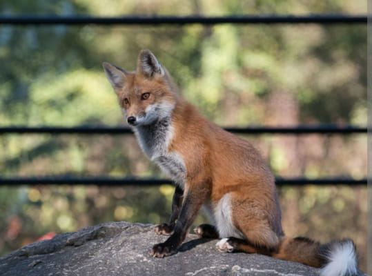 FOX RP! Figure out your fox life! - Quiz | Quotev