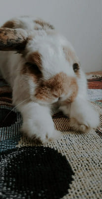 Guessing Your Favorite Animal - Quiz | Quotev