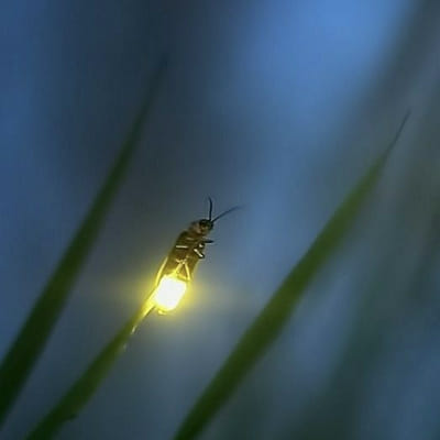 Which Fairy From Tinker Bell Are You? - Quiz | Quotev